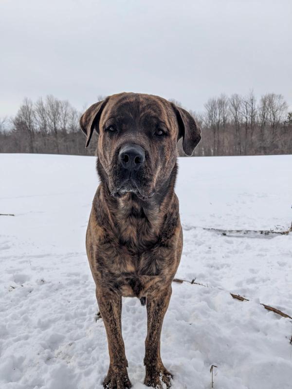 Merrick Backcountry Large Breed Grain-Free & Raw Kibble 20 lbs