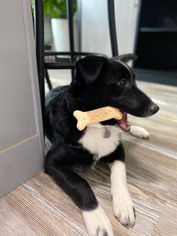 Milk-Bone MaroSnacks Small Dog Treats with Bone Marrow & Calcium 40 oz