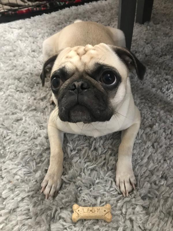 How Old Is Faze Rugs Dog Bosley