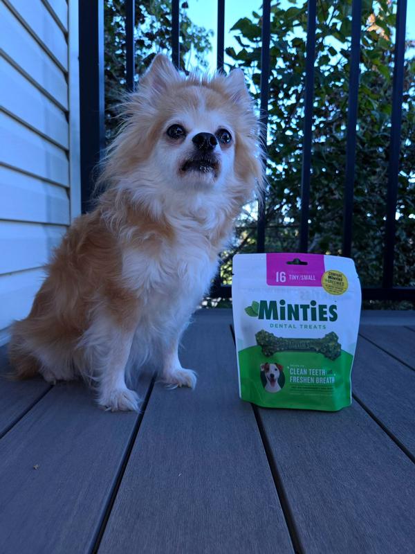 Minties Dental Bone Dog Treats, Tiny/Small, 16 oz., 40 ct. at Tractor ...
