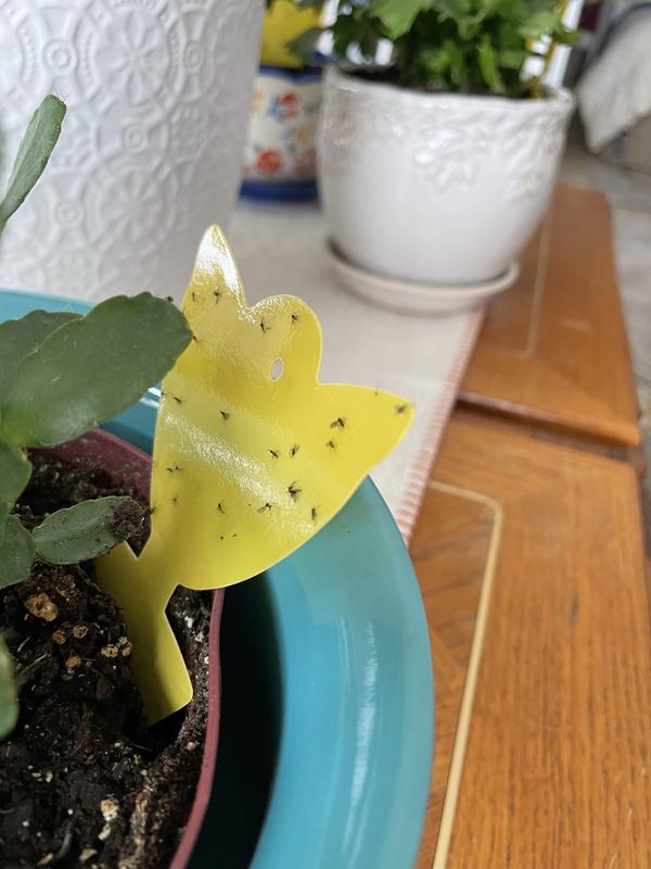 Miracle-Gro 8 qt. Cactus, Palm and Citrus Potting Soil Mix at Tractor ...