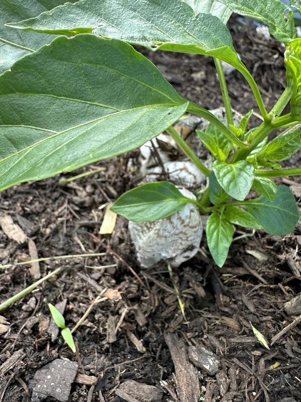 Miracle-Gro Organic Raised Bed and Garden Soil, 1 cu. ft. at Tractor ...