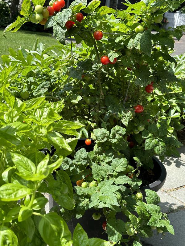 Miracle-Gro 1 lb. Garden Feeder at Tractor Supply Co