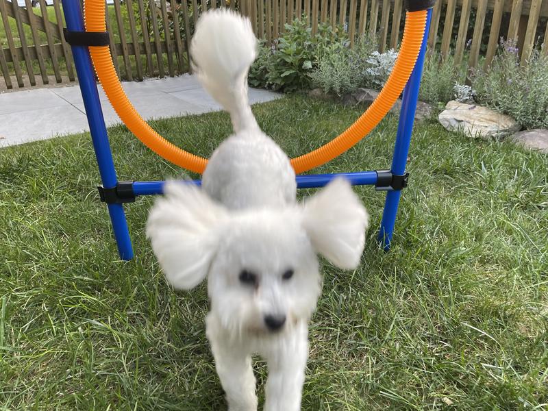 TRIXIE Agility Dog Training Ring - Chewy.com