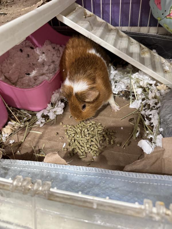 KRUSE'S PERFECTION BRAND Guinea Pig Food, 4-lb bag - Chewy.com