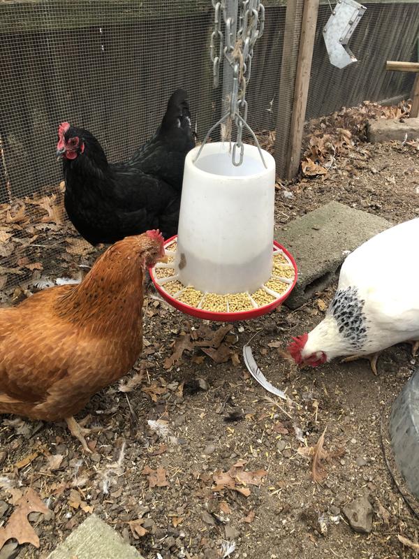 NUTRENA NatureWise Layer 16% Protein Pellet Chicken Feed, 50-lb bag ...