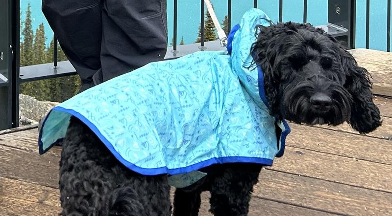 FRISCO Lightweight Doodle Dog Raincoat, Large - Chewy.com