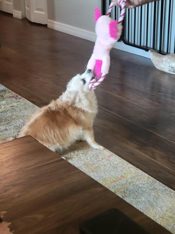 FRISCO Axolotl Plush with Rope Squeaky Dog Toy, Medium/Large - Chewy.com