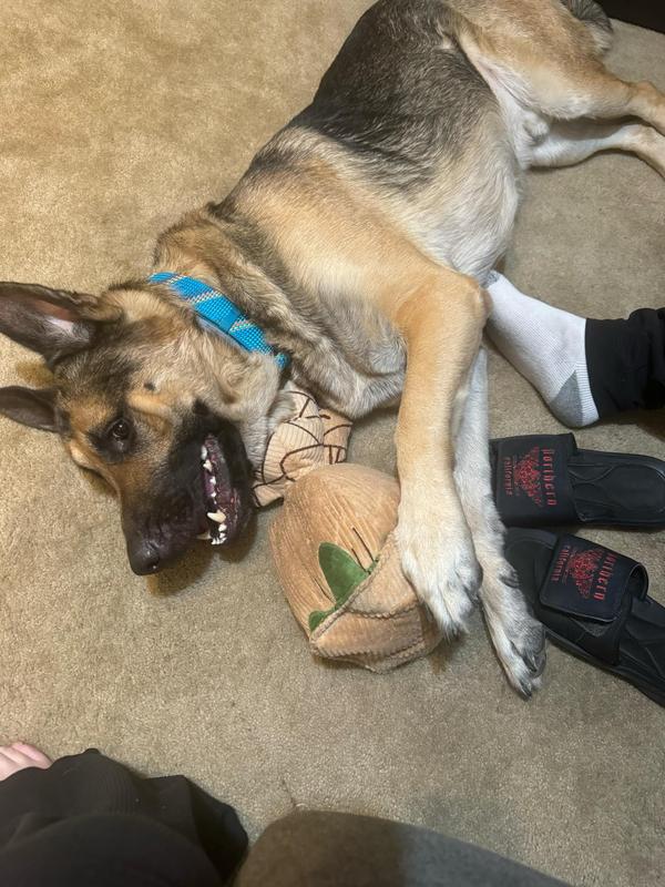 MARVEL 's Groot Plush Squeaky Dog Toy, Medium/Large - Chewy.com