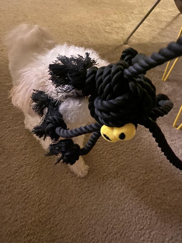 Discontinued - FRISCO Halloween Spider Rope Dog Toy, Medium - Chewy.com