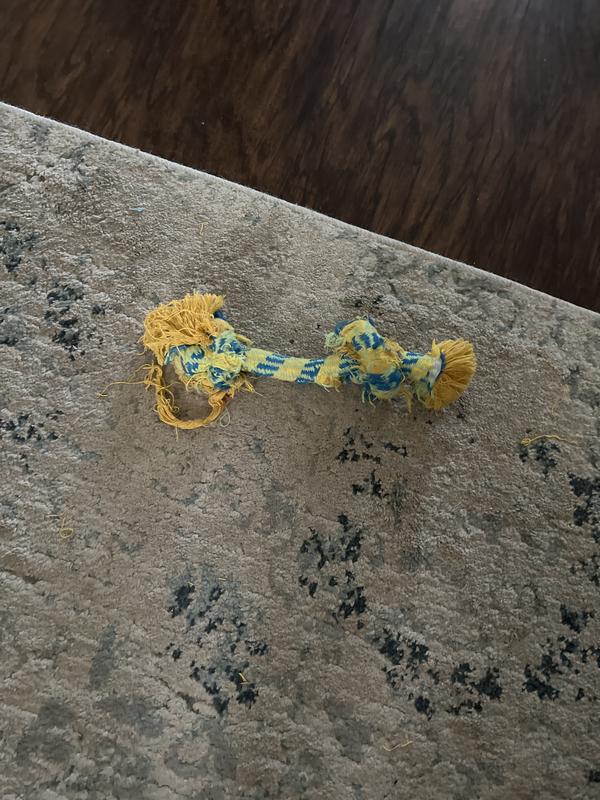 FRISCO Birthday Balloon Plush with Rope Squeaky Dog Toy, Purple, Medium ...