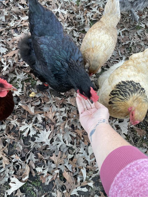 CULINARY COOP Dried Insect Trail Mix Chicken Treats, 20-oz bag, - Chewy.com