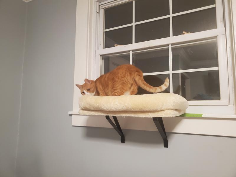 FRISCO Plush Cat Window Perch with Removable Bolster - Chewy.com