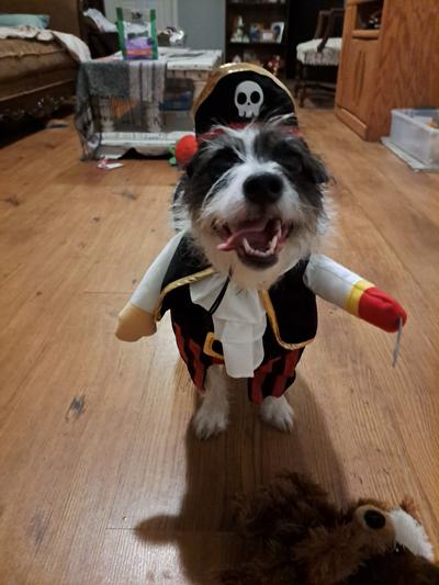 Discontinued - FRISCO Front Walking Pirate Dog & Cat Costume, Small ...