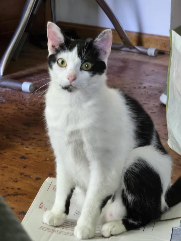 DOUXO S3 PYO Antiseptic Antifungal Chlorhexidine Dog & Cat Wipes 30 ...