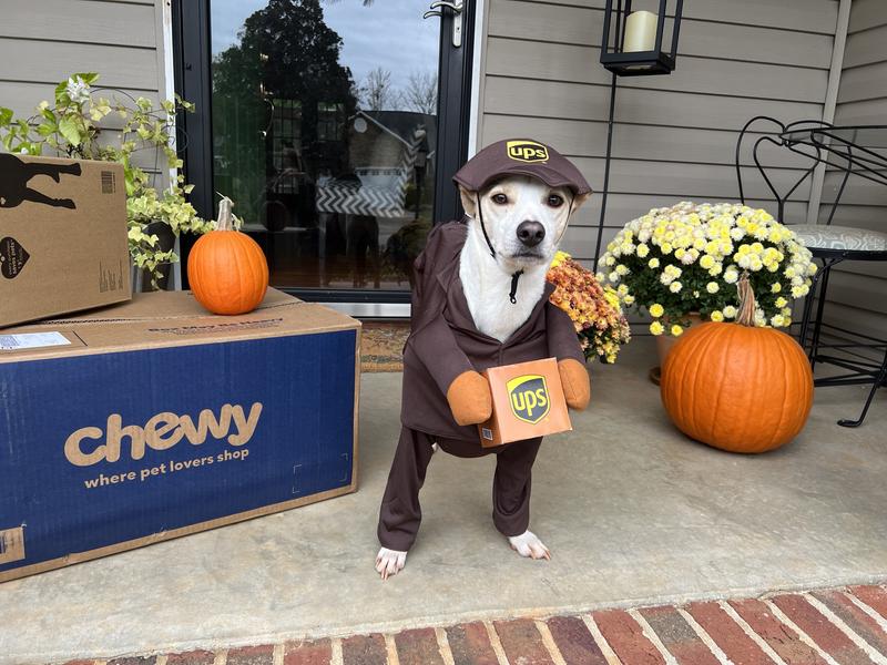 CALIFORNIA COSTUMES UPS Delivery Driver Dog & Cat Costume, Medium ...
