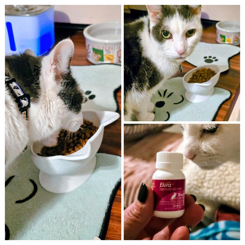 ELURA (capromorelin oral solution) for Cats, 20 mg/mL, 15 mL - Easy ...