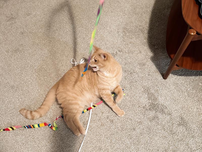 CAT DANCER Cat Charmer Toy, 2 Pack, Color Varies - Chewy.com