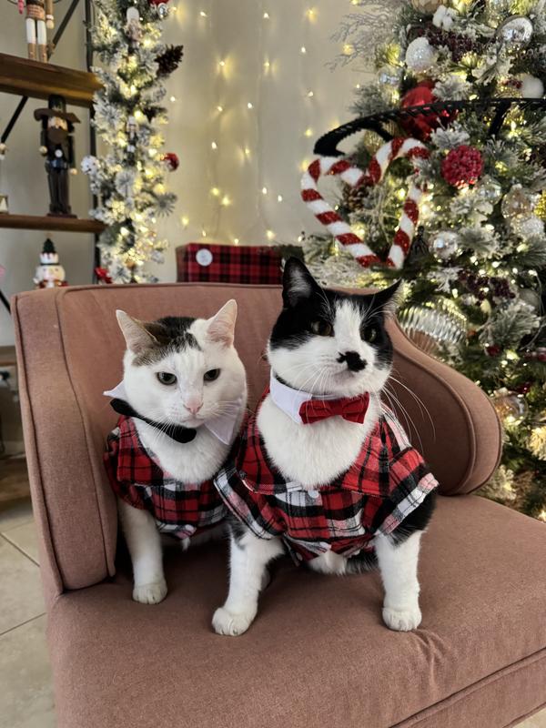 ZESTY PAWS Omega Skin & Coat Tuna Mousse Lickable Squeeze Supplement ...