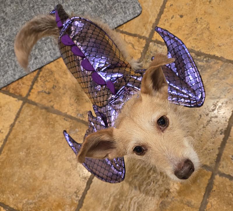 FRISCO Dragon Dog & Cat Costume Accessory, X-Large/XX-Large - Chewy.com