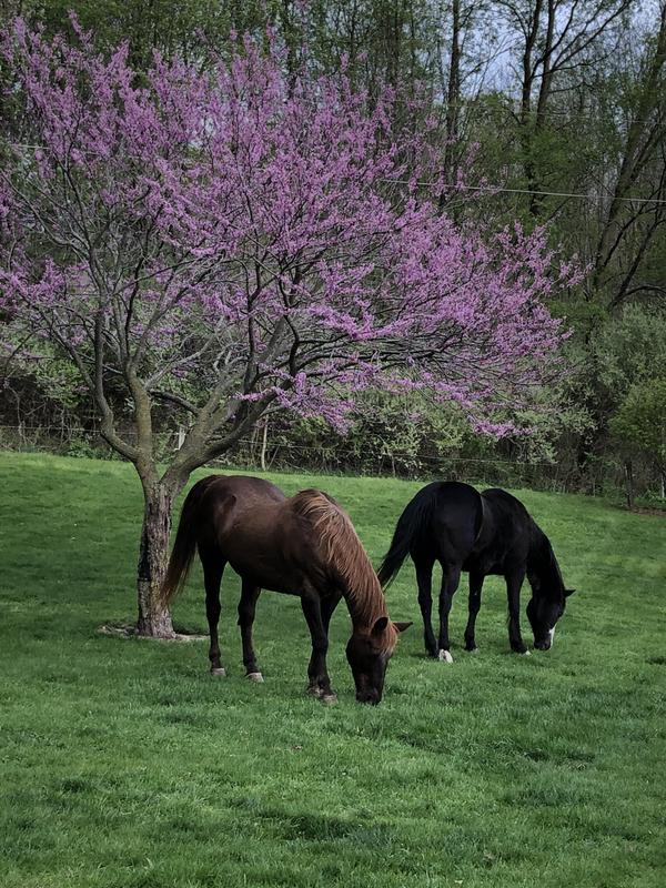 ZIMECTERIN GOLD Ivermectin & Praziquantel Paste Horse Dewormer, 0.26-oz ...