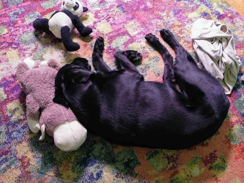 FRISCO Monkey Plush Squeaky Dog Toy, X-Large - Chewy.com