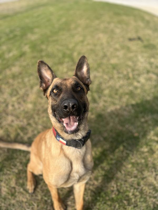 SPORTMIX CanineX Performance Chicken Formula Dry Dog Food, 40-lb bag ...