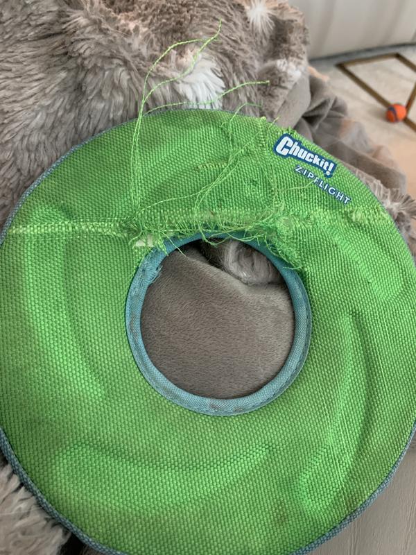 CHUCKIT! Zipflight Disc Dog Toy, Color Varies, Medium - Chewy.com