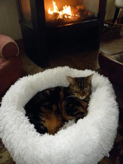 ARMARKAT Cuddler Cat Bed, Small - Chewy.com