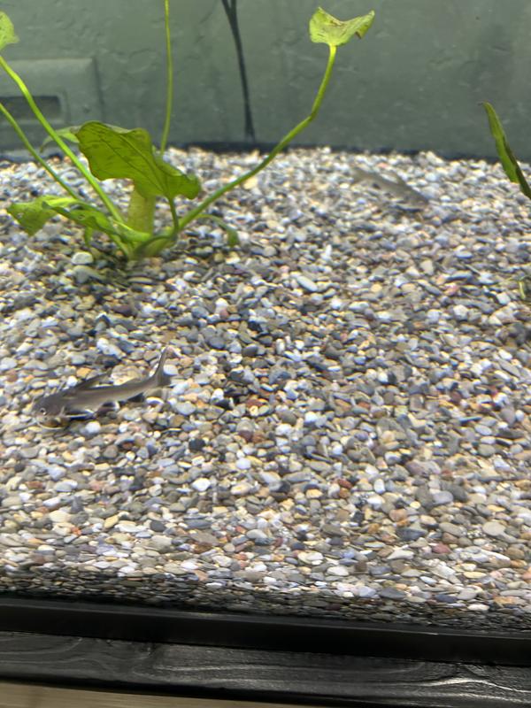 ACTIV-FLORA Planted Aquarium Substrate, Floragems, 20-lb bag - Chewy.com