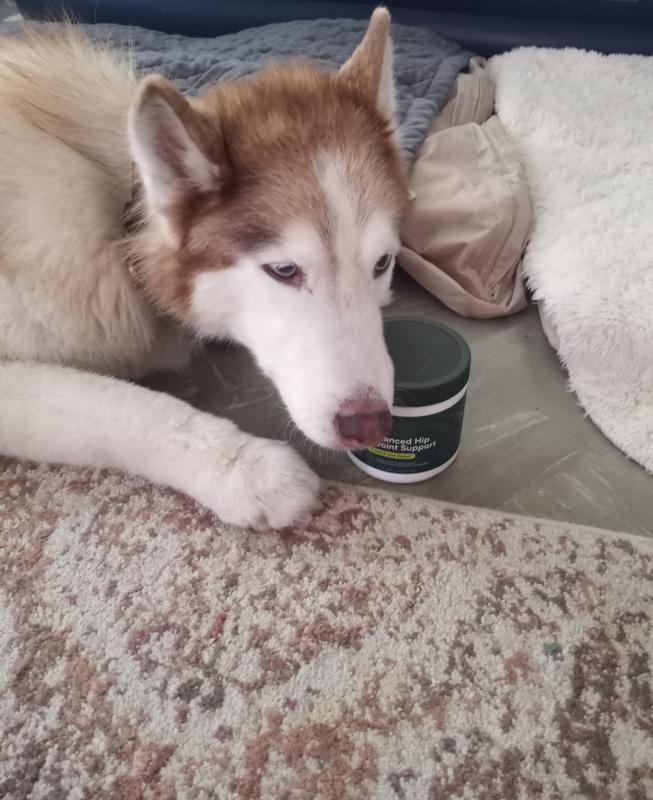 WUFFES Advanced Hip & Joint Supplement with Glucosamine & Chondroitin ...