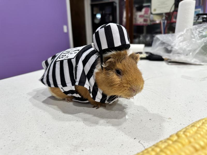 FRISCO Prisoner Guinea Pig Costume, One Size, Multi Color - Chewy.com