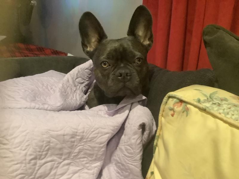 NYLABONE Power Chew Baguette Dog Toy Chicken, Large - Chewy.com