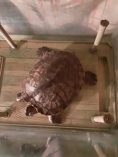 PENN-PLAX Floating Turtle Pier Platform, Large - Chewy.com