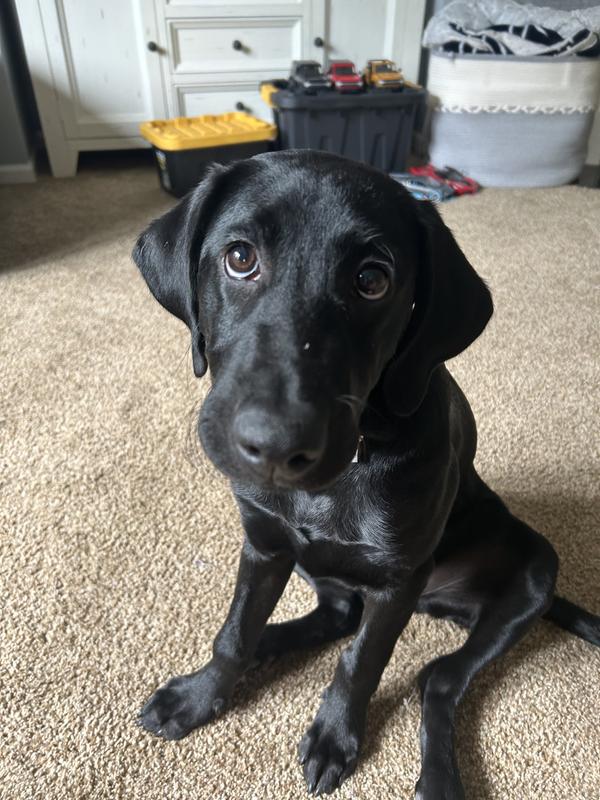 KINETIC Performance Puppy 28K Formula Dry Dog Food, 35-lb bag - Chewy.com