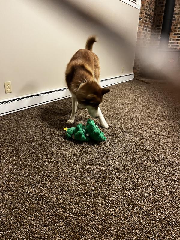 Out of Stock - FRISCO Holiday Elf in a Tree Bungee Plush Squeaky Dog ...