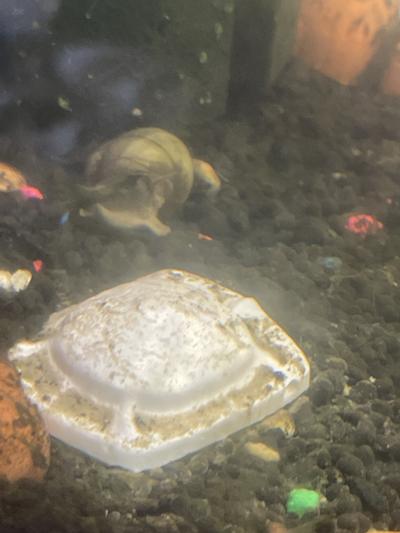 ZOO MED Dr. Turtle Slow-Release Calcium Block Turtle Supplement - Chewy.com