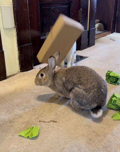 OXBOW Animal Health Enriched Life Garden Dig Box Small Animal Toy ...