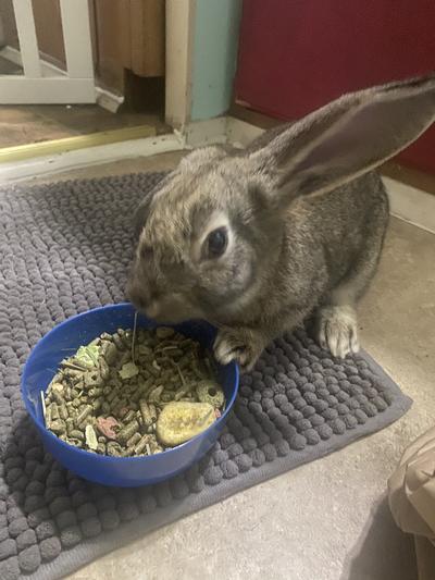 SUNSEED Vita Prima Adult Rabbit Food, 8-lb bag - Chewy.com