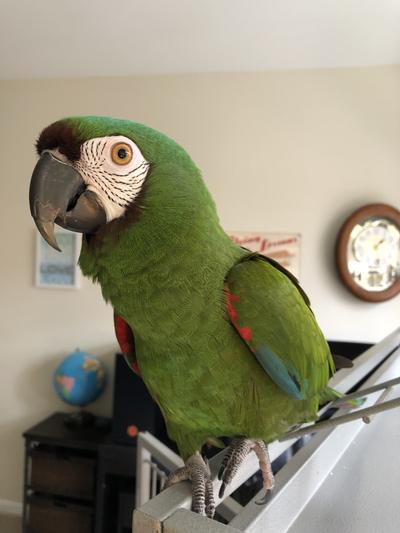 POLLY'S PET PRODUCTS Beach Sands Bird Perch, Color Varies, Small ...