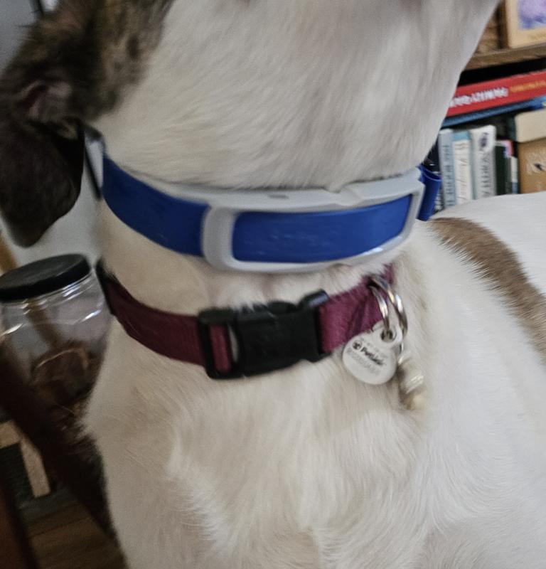 PETSAFE Guardian GPS + Tracking Wireless Fence Dog Collar, Grey/Blue ...