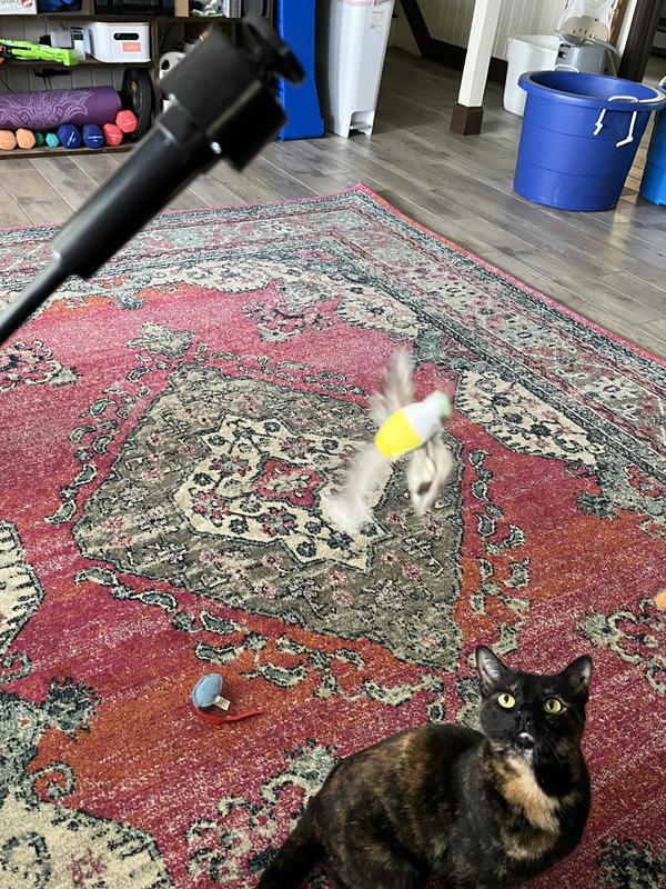 PLAYOLOGY Motorized Hummingbird/Butterfly Teaser-Wands Cat Toy ...