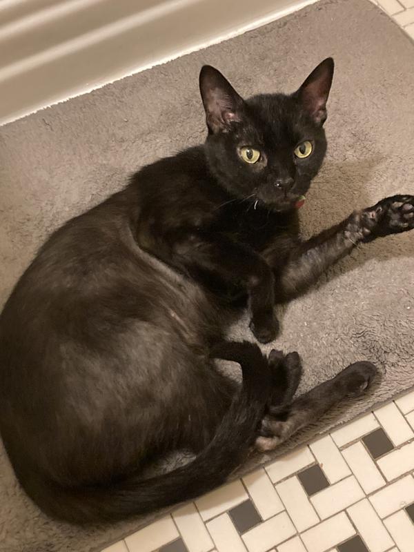 MERRICK Backcountry Grain-Free Morsels in Gravy Real Rabbit Recipe Cuts ...