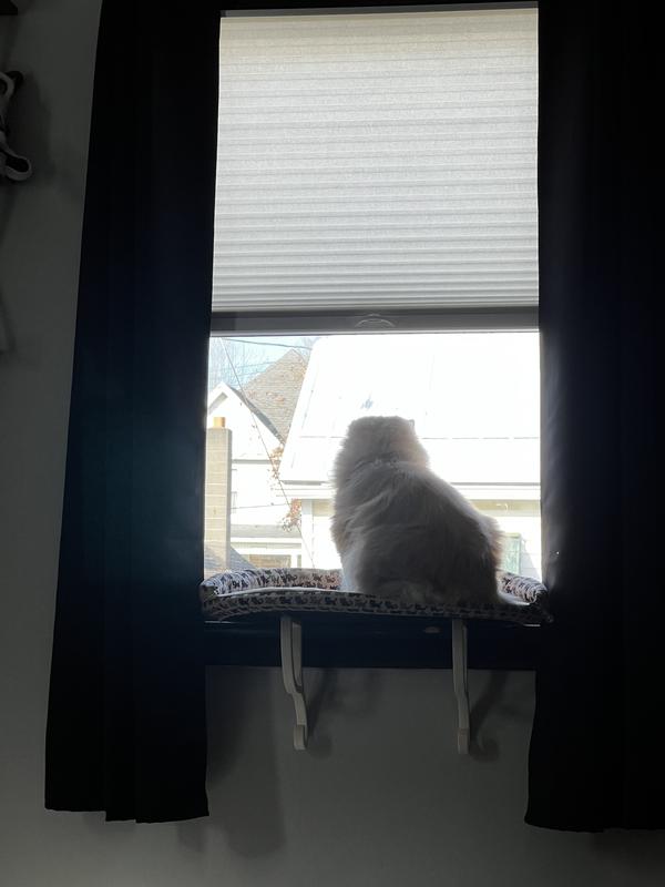 K&H PET PRODUCTS Deluxe Kitty Sill Cat Window Perch, Kitty Print ...