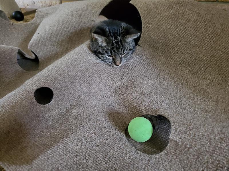 SNUGGLYCAT Ripple Rug Cat Activity Play Mat - Chewy.com