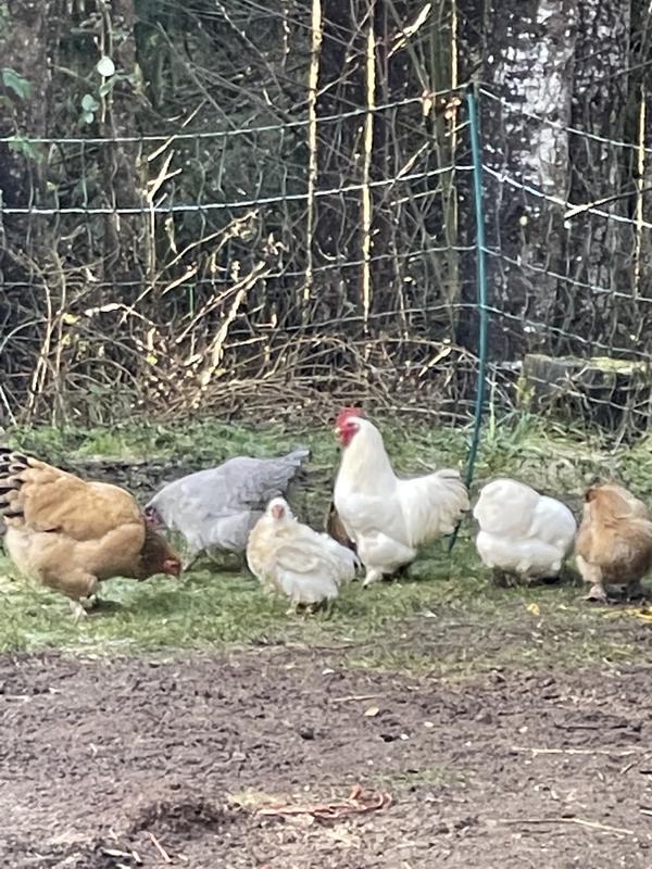 FLOCK FEST Dried Mealworms Adult Poultry Treats, 5-lb bag, 1 count ...