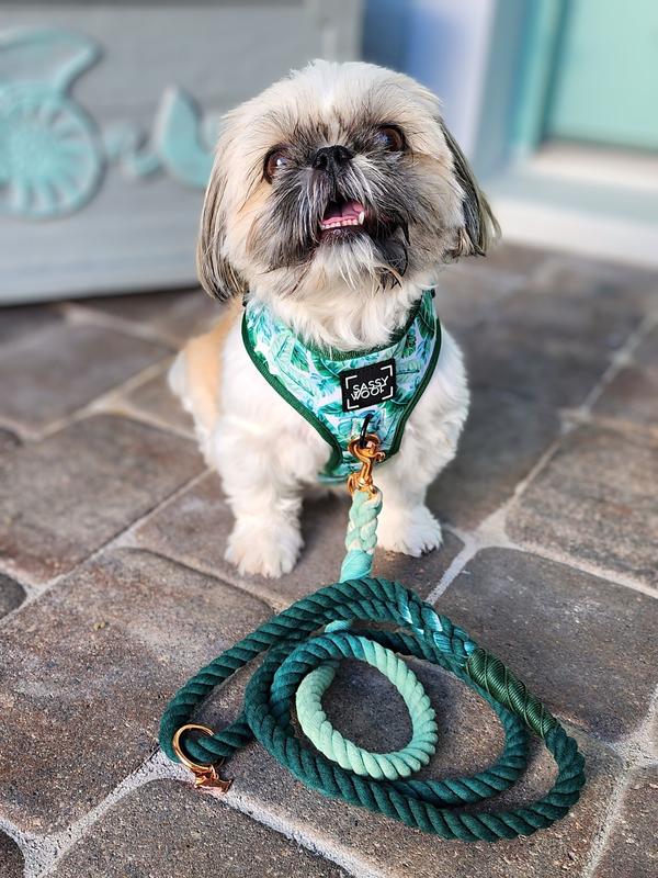 SASSY WOOF Rope Dog Leash, Hunter - Chewy.com