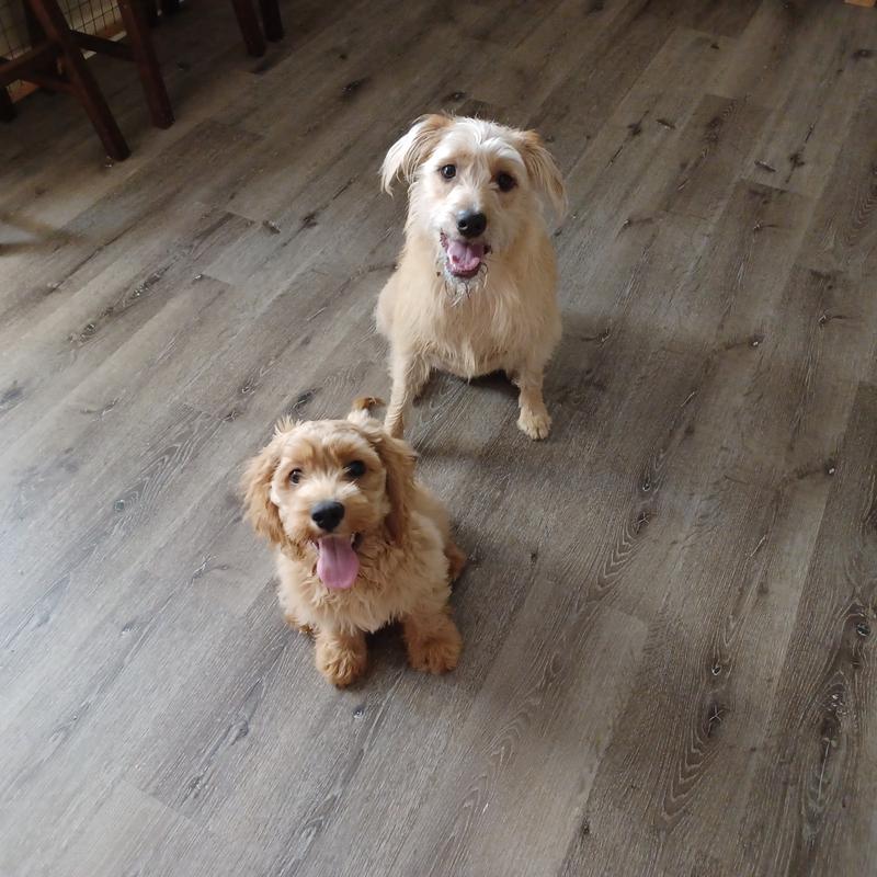 ARTISAN INSPIRED Maple Bacon & Blueberry Flavor Biscuits Dog Treats, 16 ...