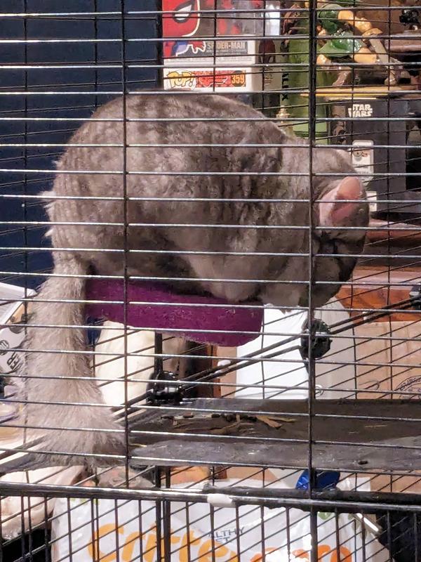 KAYTEE Lava Ledge Small Animal Toy, 5.8-in - Chewy.com