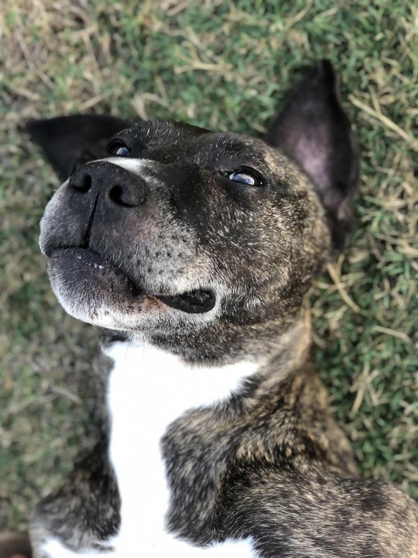 RIMADYL (carprofen) Chewable Tablets for Dogs, 100-mg, 1 tablet - Easy ...